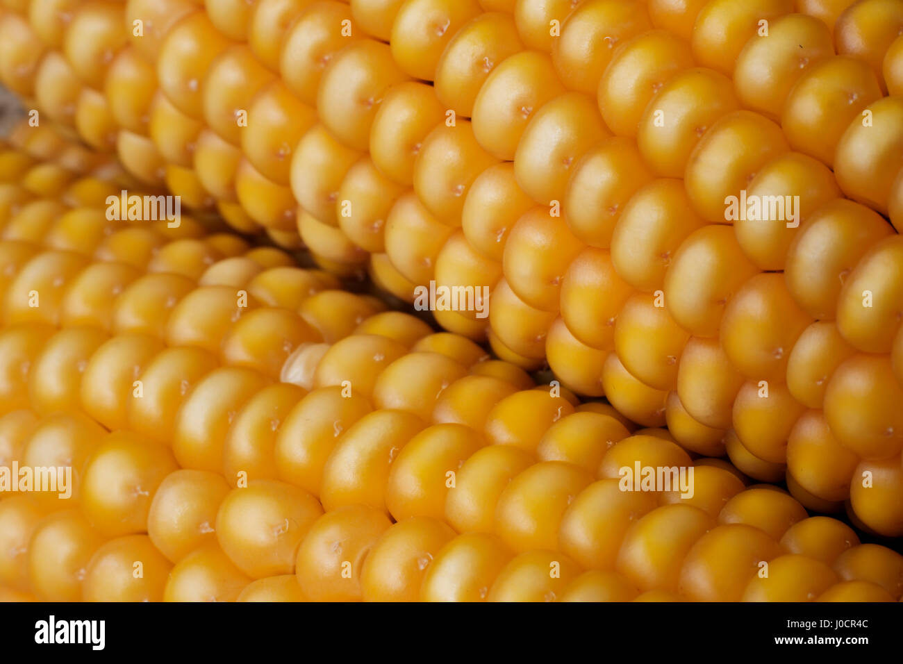 Close up of corn rows hi-res stock photography and images - Alamy