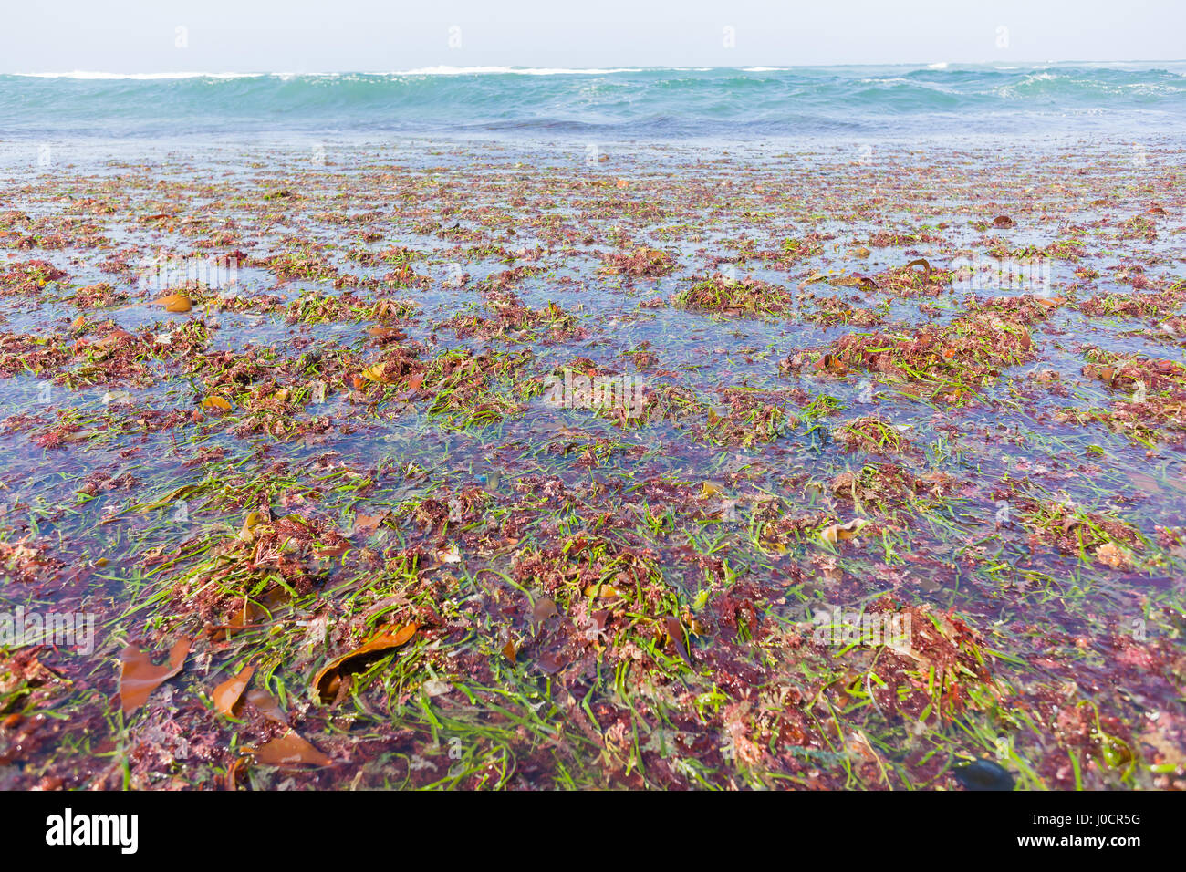 Marine Plants Stock Photos & Marine Plants Stock Images - Alamy
