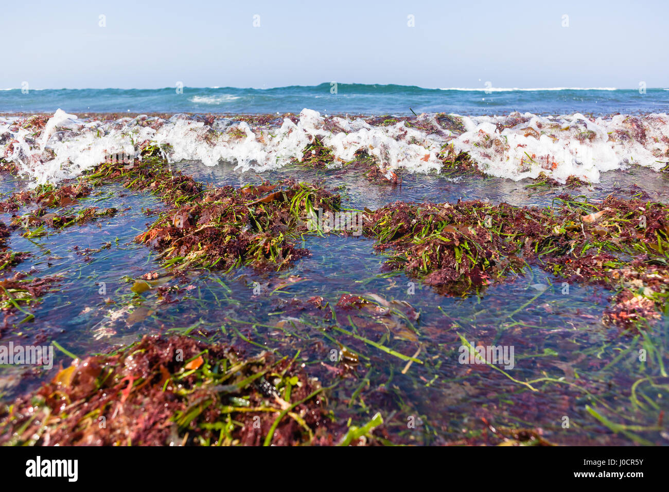 Beach Shoreline covered with marine seaweed plants stripped off reefs ...