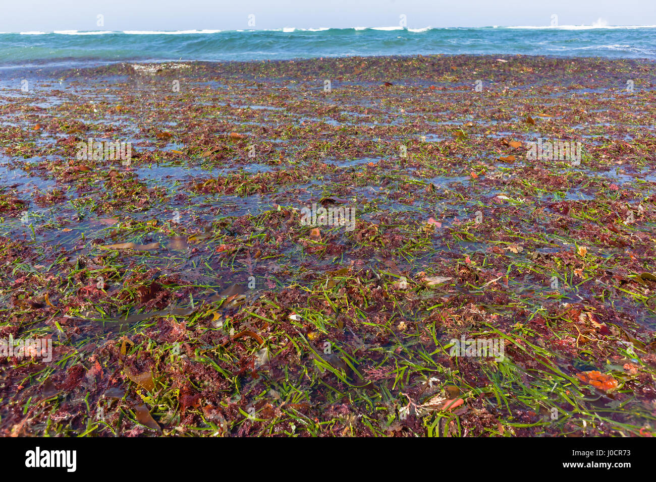 Ocean marine seaweed plants stripped off reefs from ocean waves natures ...