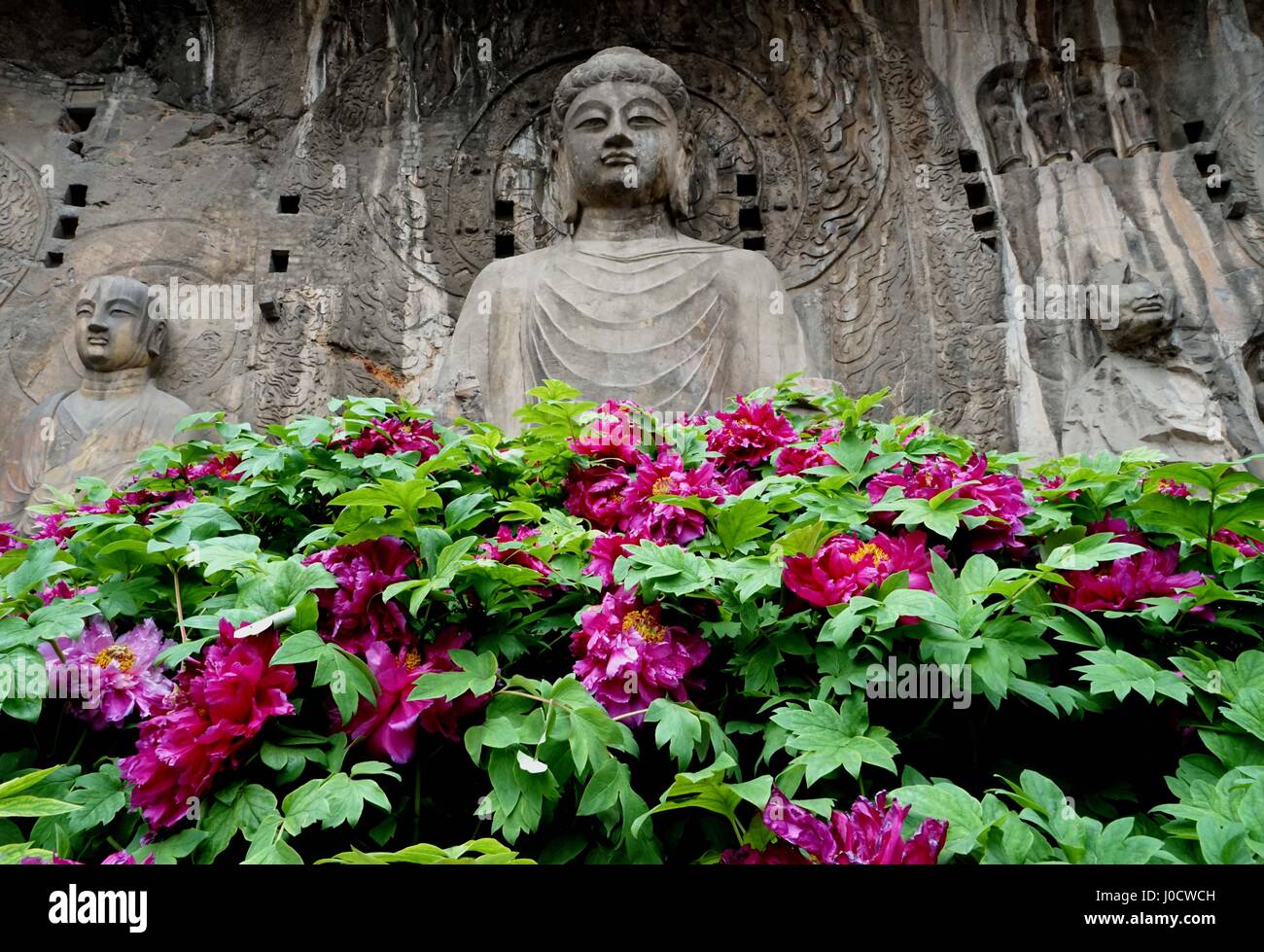 Luoyang peonies and flowers hi-res stock photography and images - Alamy