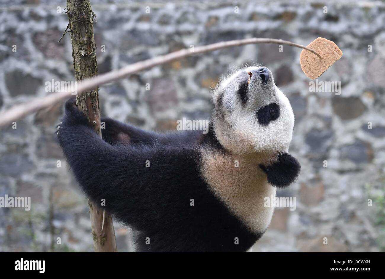 Wolong. 2nd Nov, 2016. Photo taken on Nov. 2, 2016 shows giant panda Wu ...