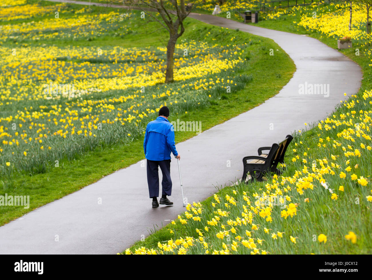 April Sunshine and spring daffodils at Riverside Park Aberdeen, as ...