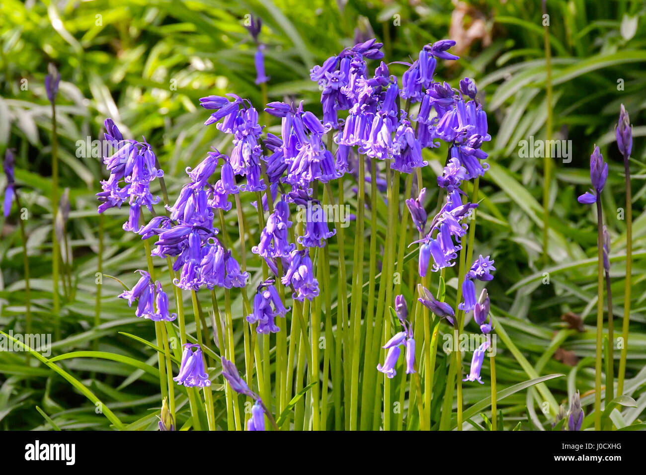 Lyme Regis, Dorset, UK. 11th Apr, 2017. UK Weather. Bluebell flowers ...