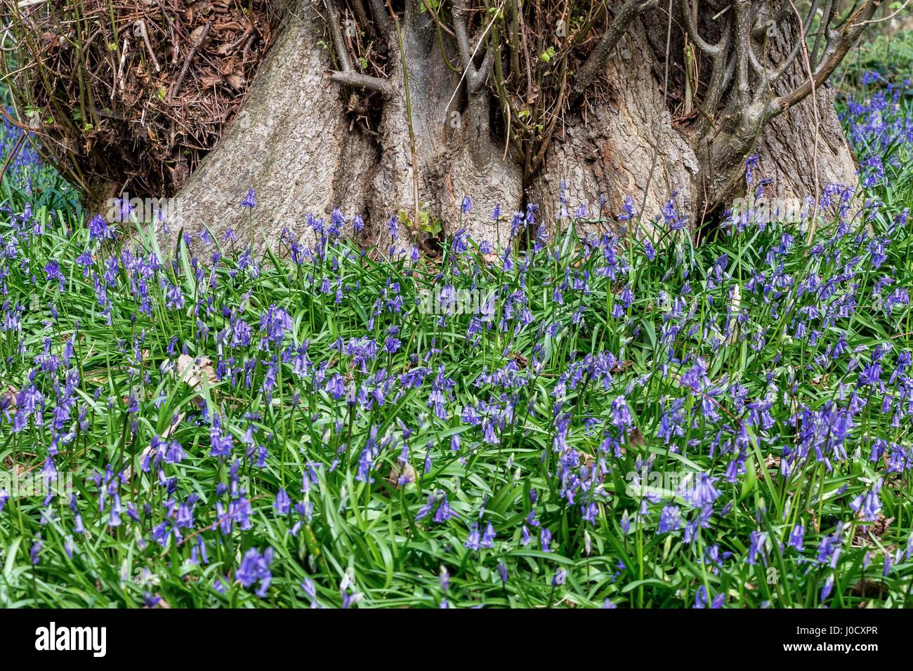 Bluebell flowers, Hyacinthoides non-scripta (Endymion non-scriptus ...