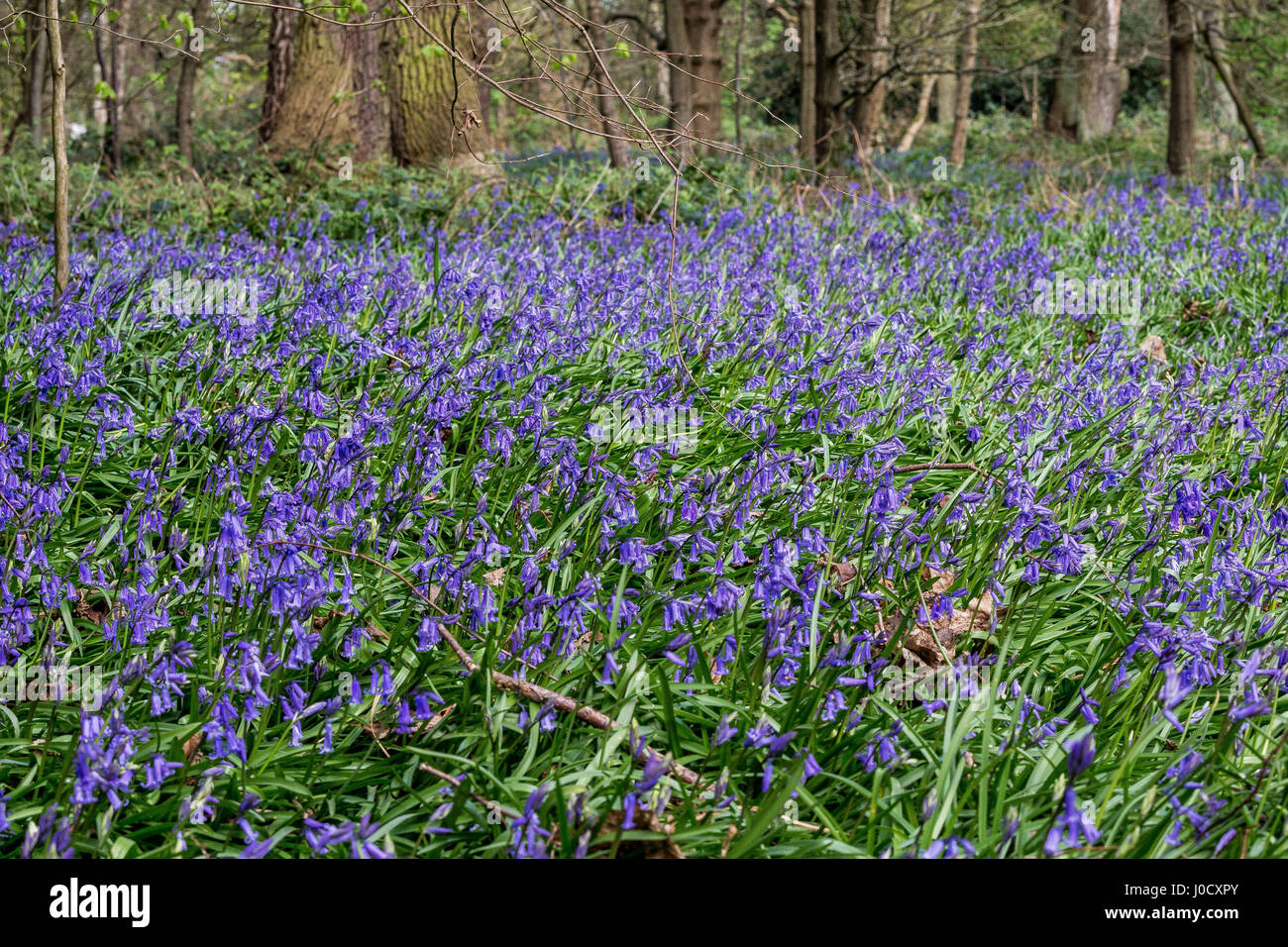 Bluebell flowers, Hyacinthoides non-scripta (Endymion non-scriptus ...