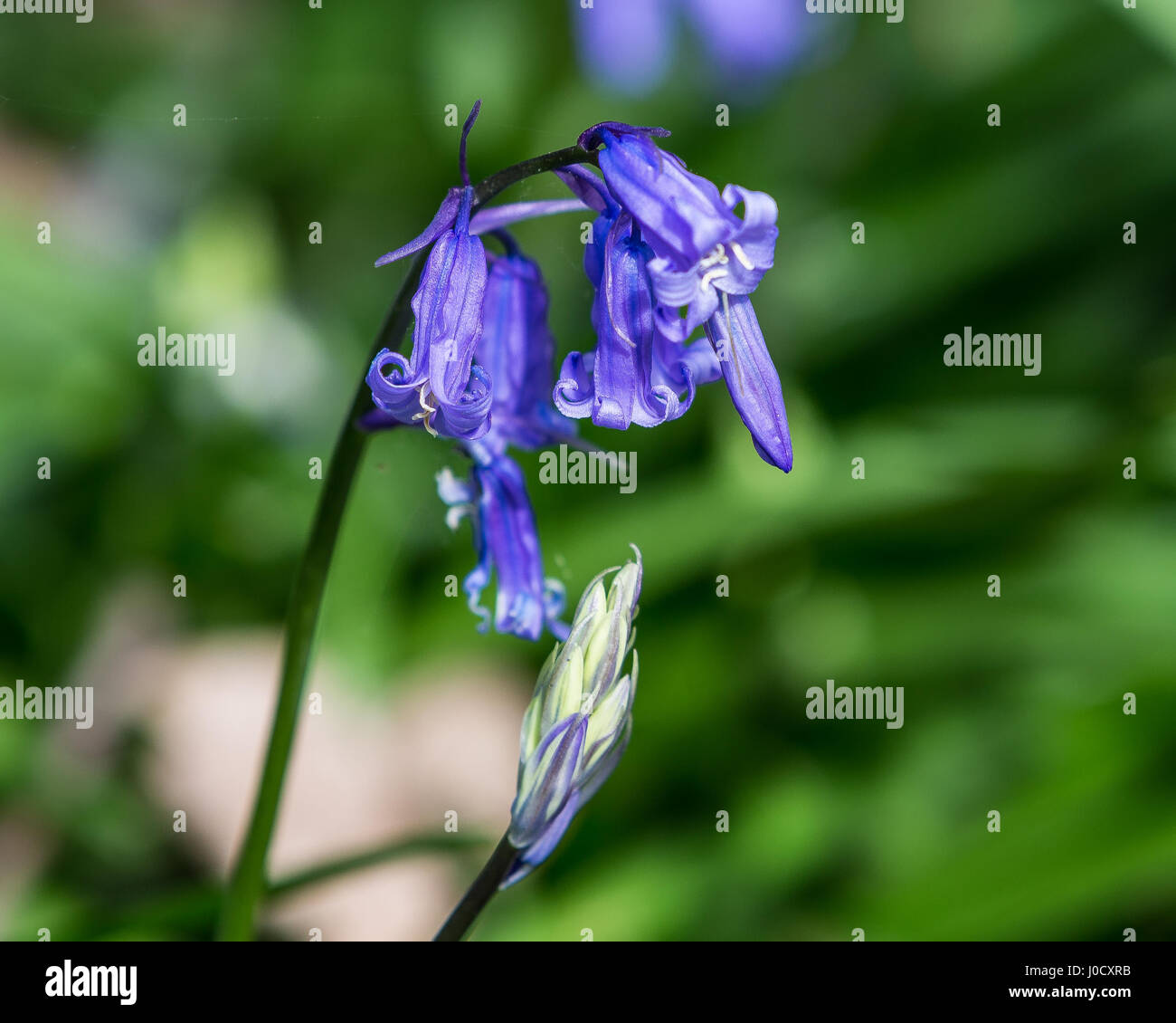 Bluebell flowers, Hyacinthoides non-scripta (Endymion non-scriptus ...
