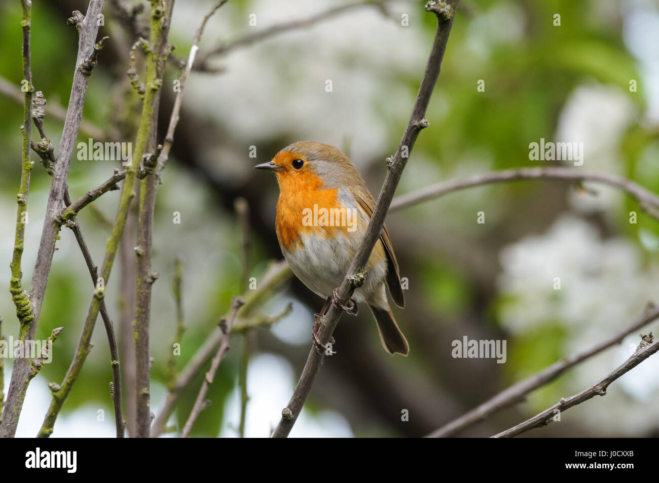 European Robin, Erithacus rubecula perches on a cherry blossom tree ...