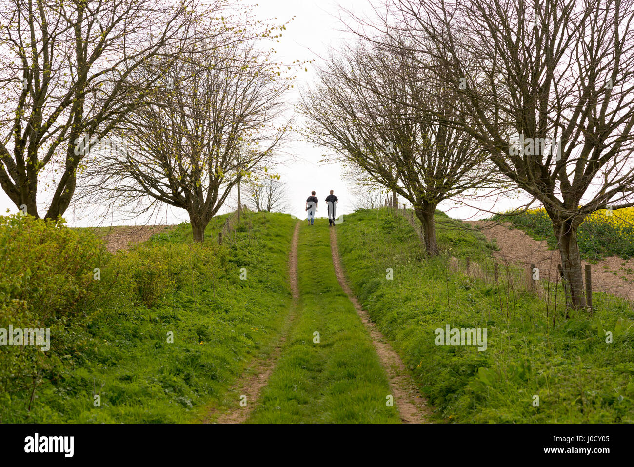 Along path between trees in hi-res stock photography and images - Alamy