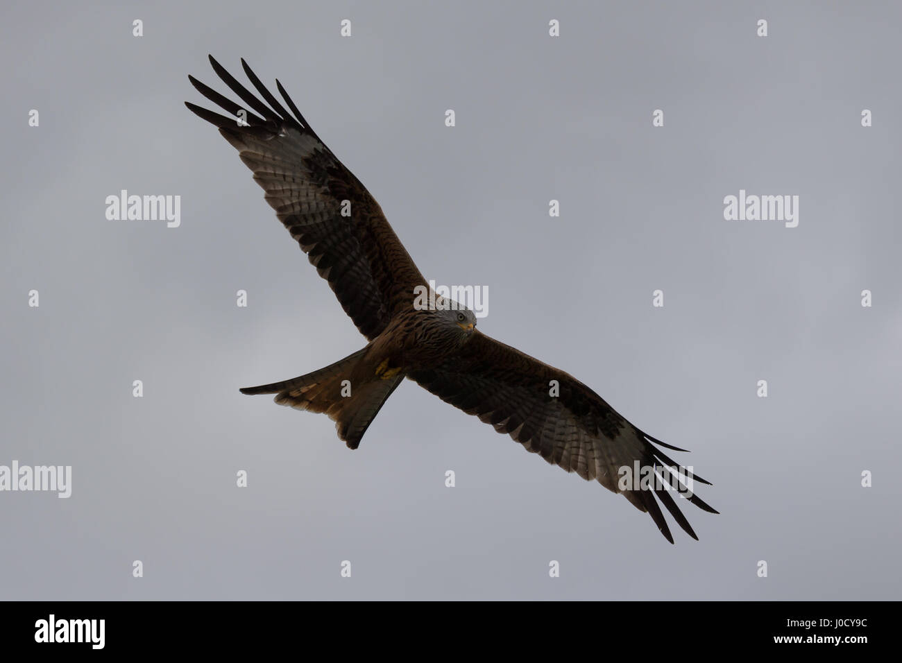 Red Kites (Milvus milvus) swooping around looking for food Stock Photo ...