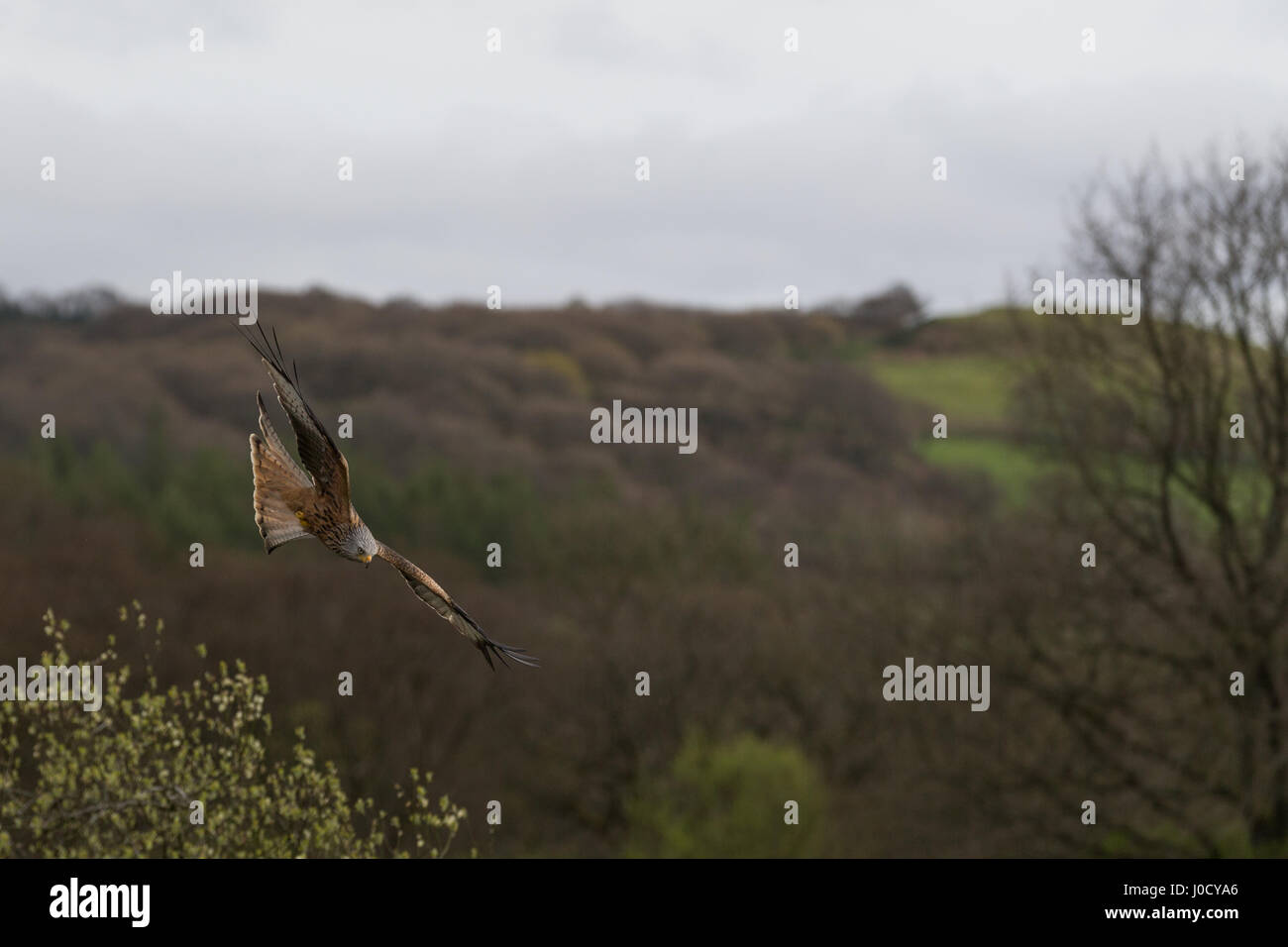 Red Kites (Milvus milvus) swooping around looking for food Stock Photo ...