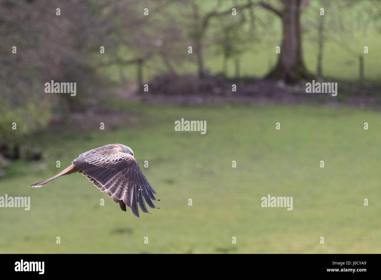 Red Kites (Milvus milvus) swooping around looking for food Stock Photo ...