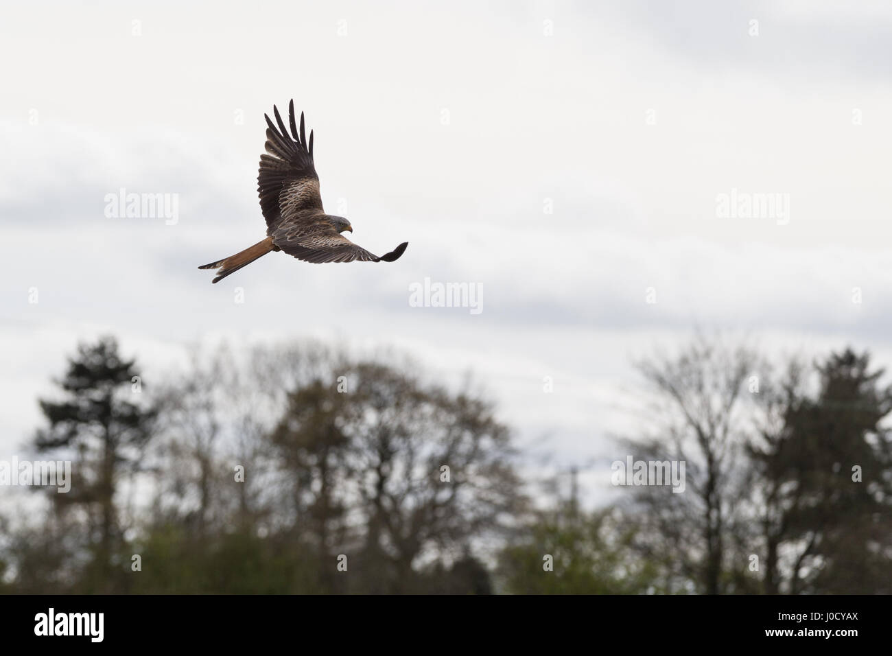 Red Kites (Milvus milvus) swooping around looking for food Stock Photo ...