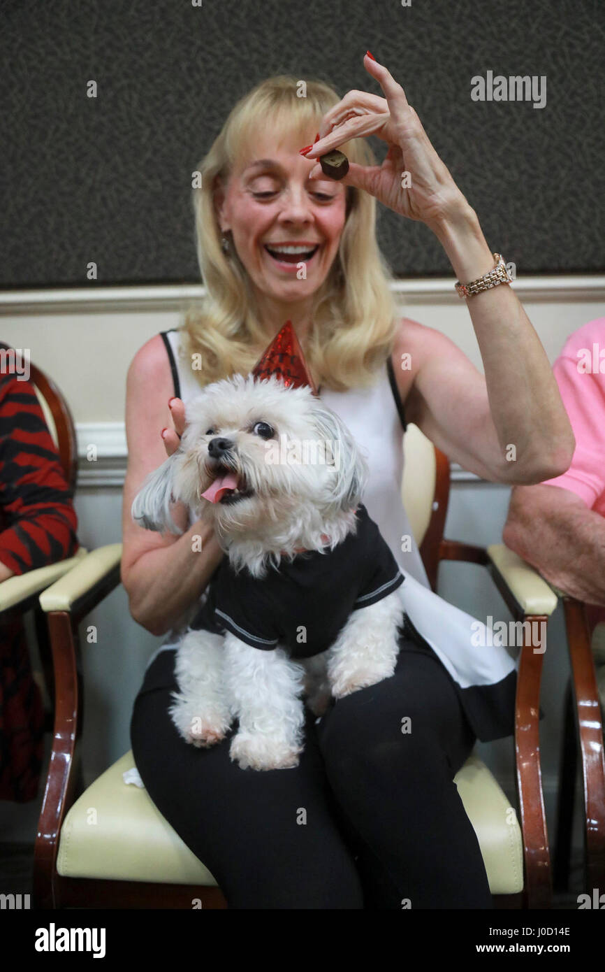 Florida, USA. 11th Apr, 2017. Ann Corwell offers a treat to her Maltese ...