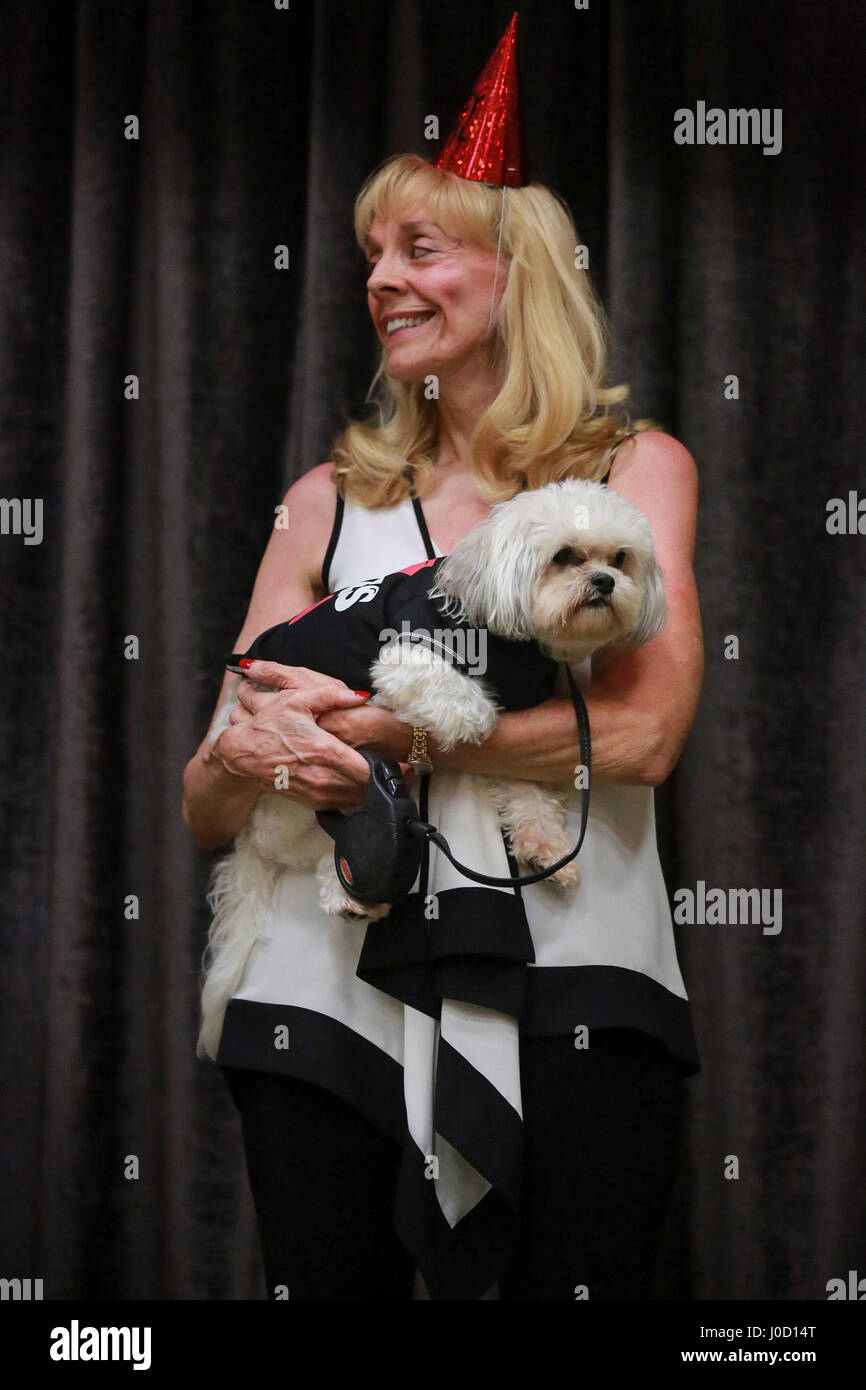 Maltese Shih Tzu High Resolution Stock Photography and Images - Alamy