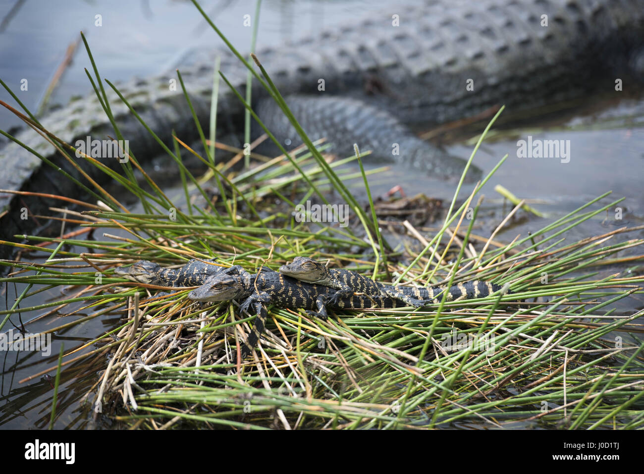 Alligator hatchlings hi-res stock photography and images - Alamy