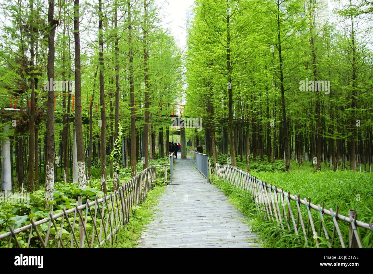 Dawn redwoods china hi-res stock photography and images - Alamy
