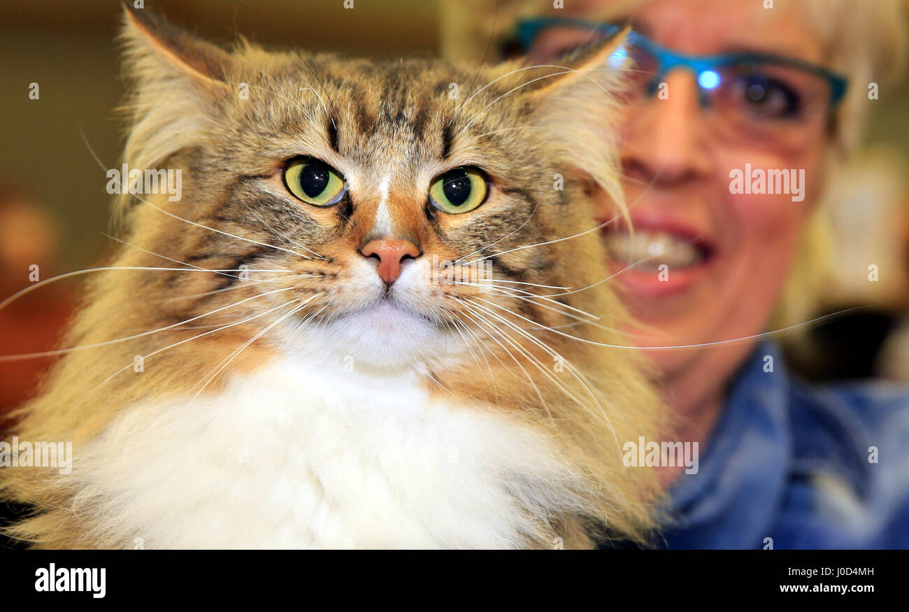 Magdeburg, Germany. 7th Apr, 2017. Norwegian forest cat Peter Pan ...