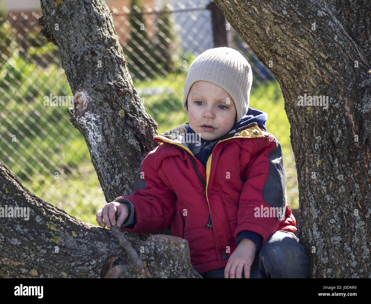 April 9, 2017 - Portrait of cute kid boy sitting on the big old tree on ...