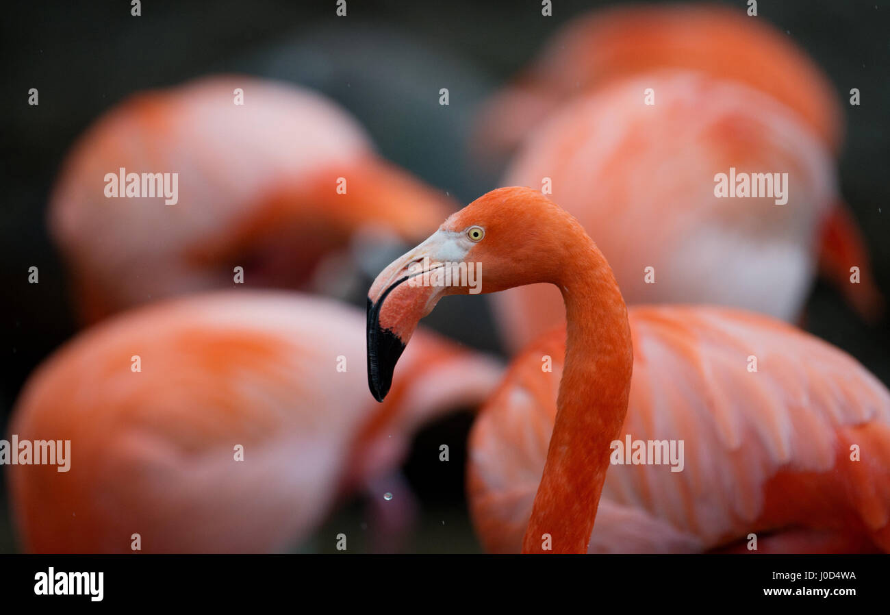 Hamburg, Germany. 12th Apr, 2017. Flamingos, photographed in their open ...