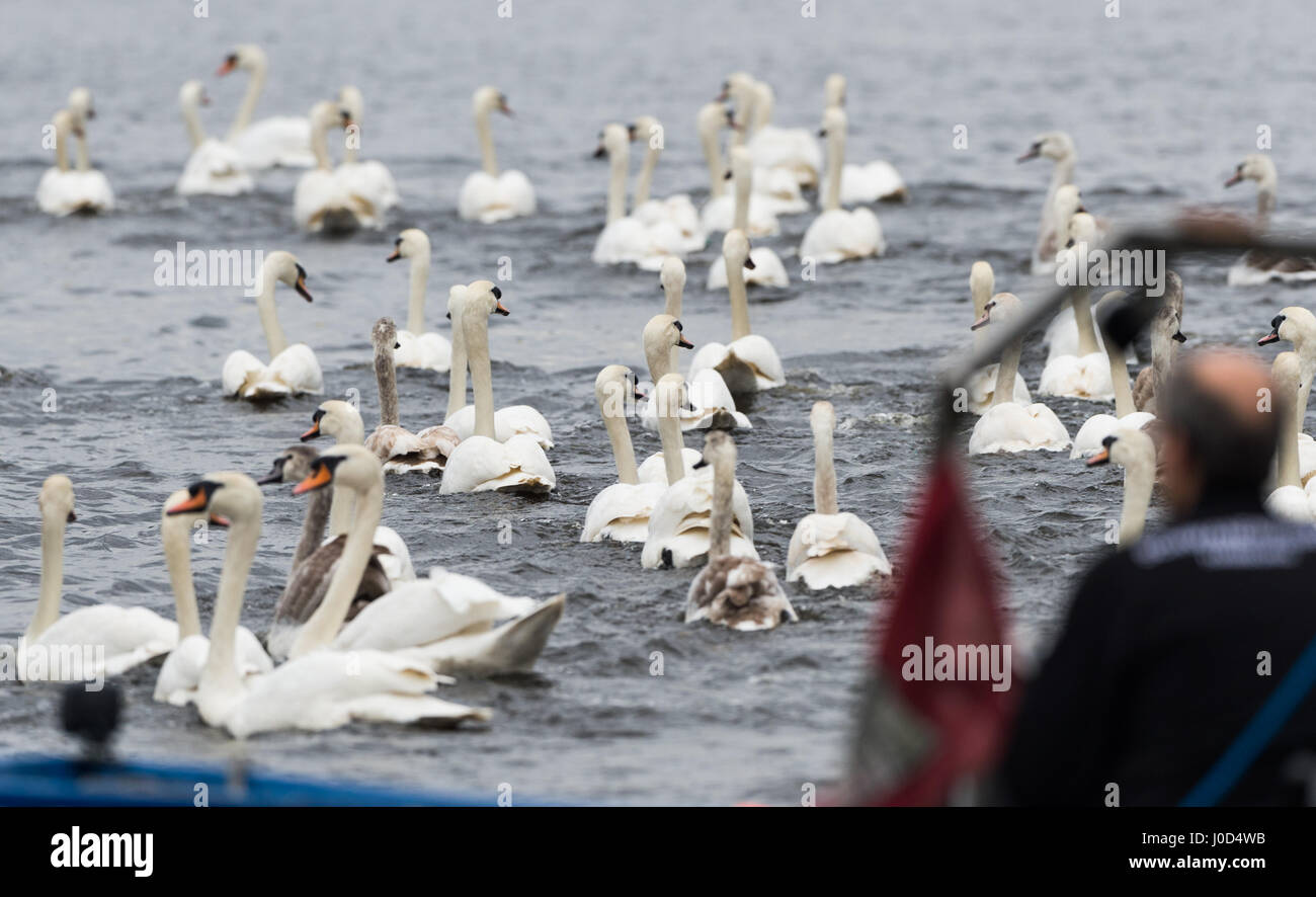 Hamburg, Germany. 12th Apr, 2017. Swans can be seen on the Alster river ...