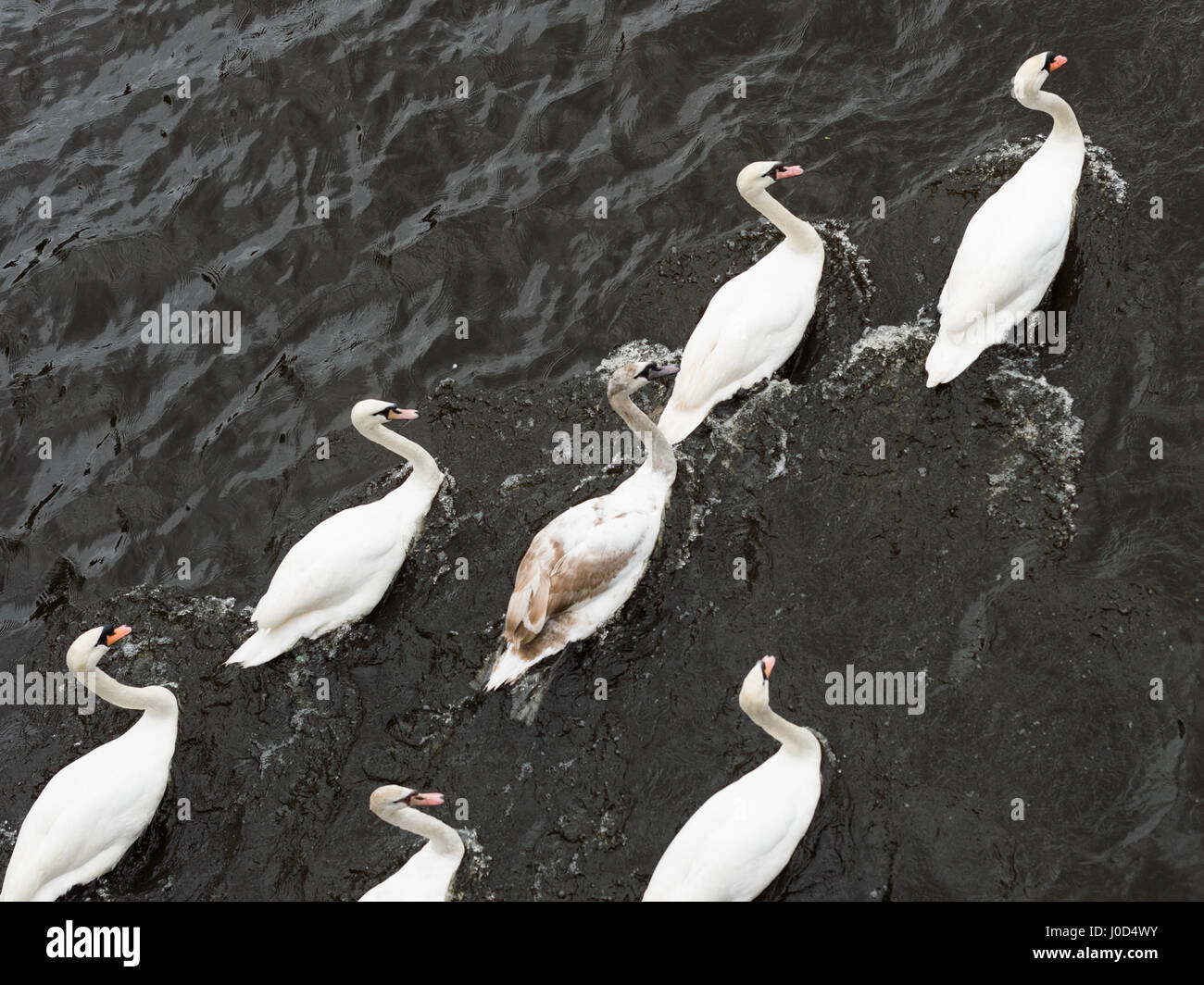 Hamburg, Germany. 12th Apr, 2017. dpatop - Swans can be seen on the ...