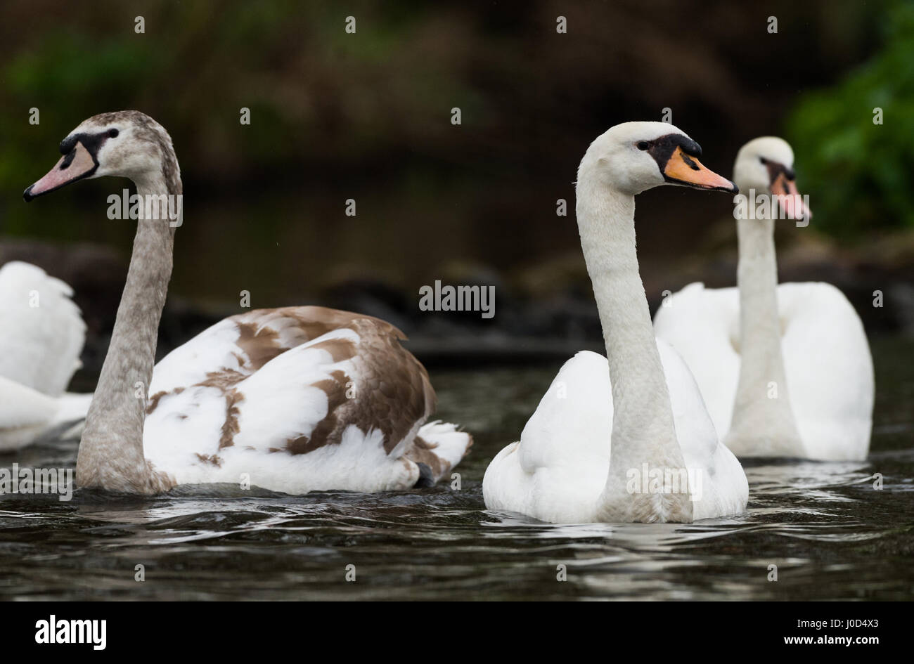 Hamburg, Germany. 12th Apr, 2017. Swans can be seen on the Alster river ...