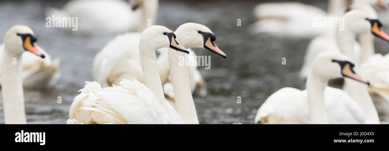 Hamburg, Germany. 12th Apr, 2017. Swans can be seen on the Alster river ...