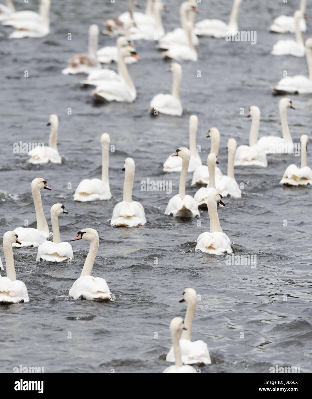 Hamburg, Germany. 12th Apr, 2017. Swans can be seen on the Alster river ...