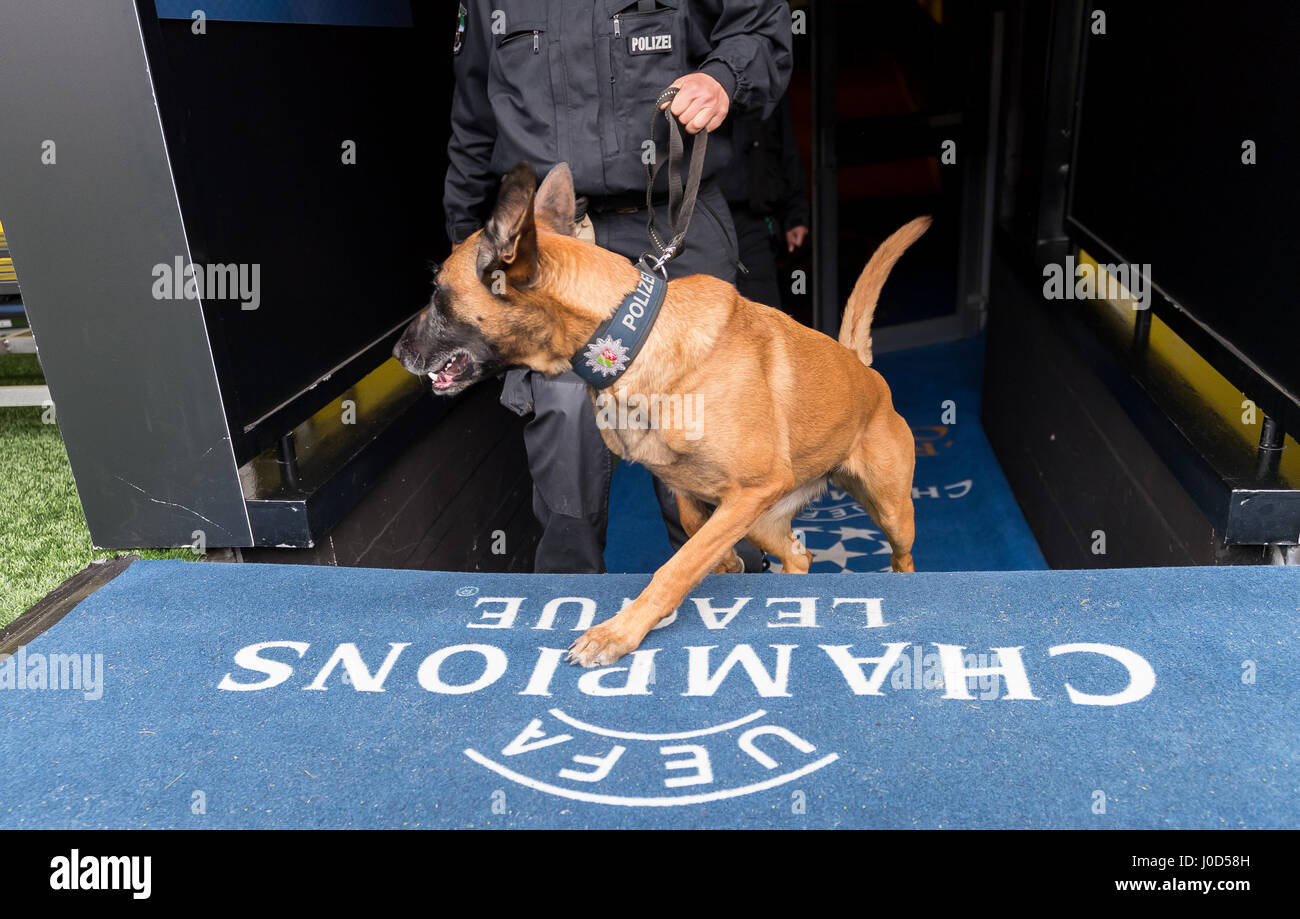 Dortmund, Germany. 12th Apr, 2017. A sniffer dog for explosive devices ...