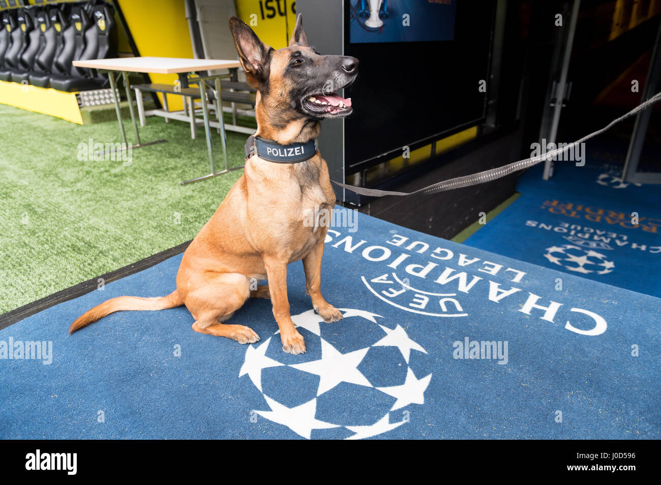 Dortmund, Germany. 12th Apr, 2017. dpatop - A sniffer dog for explosive ...