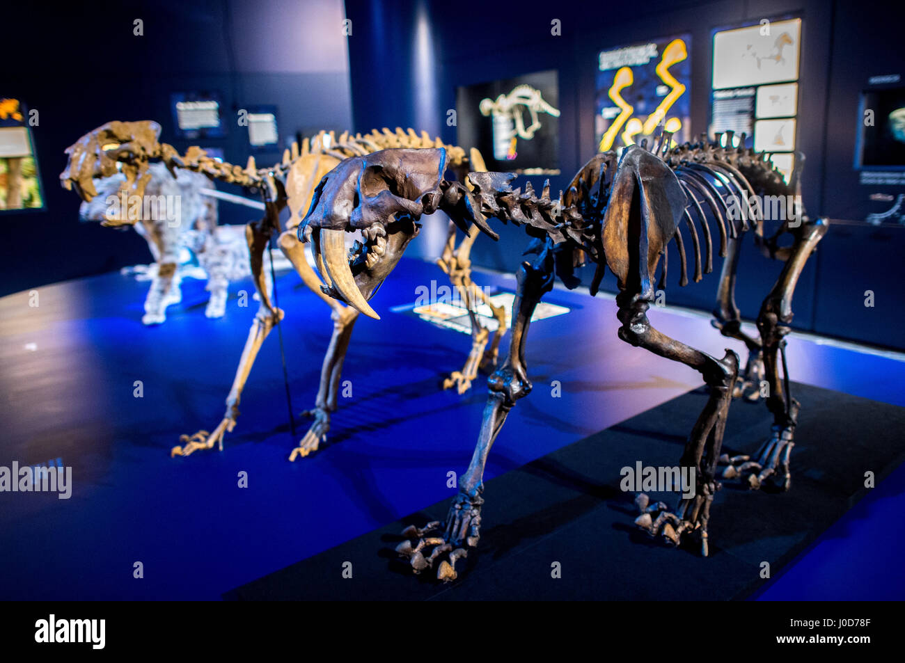 Ice age skeletons hi-res stock photography and images - Alamy