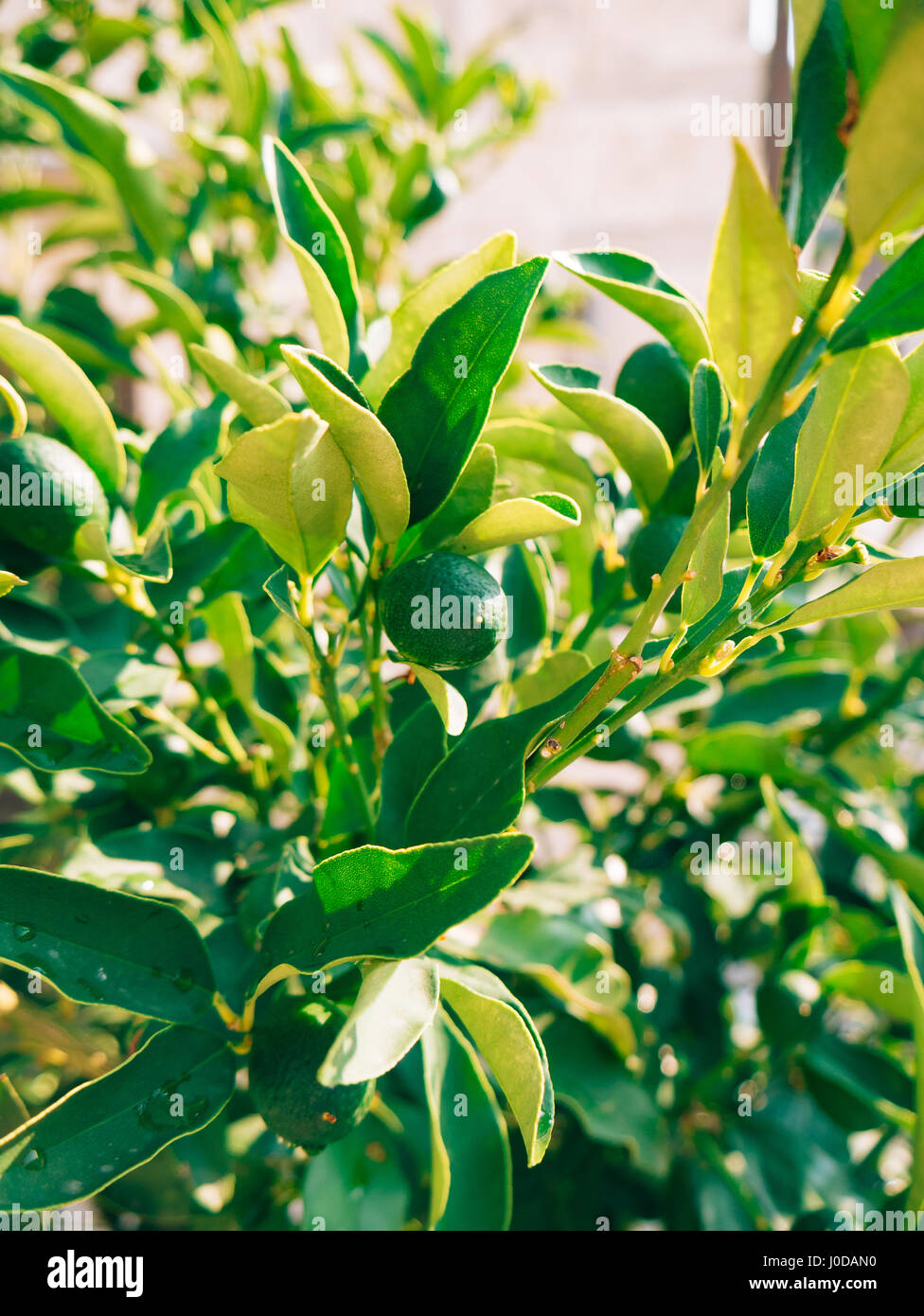 Green kumquat Fortunella, Kinkan on the tree. Fruit citrus tre Stock ...