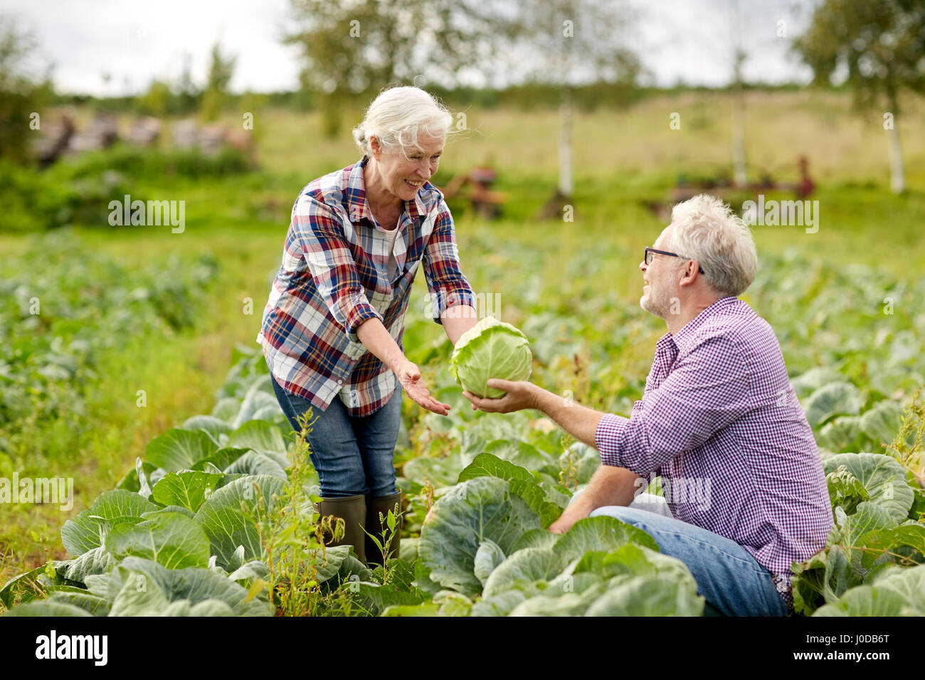 senior couple picking cabbage on farm Stock Photo - Alamy
