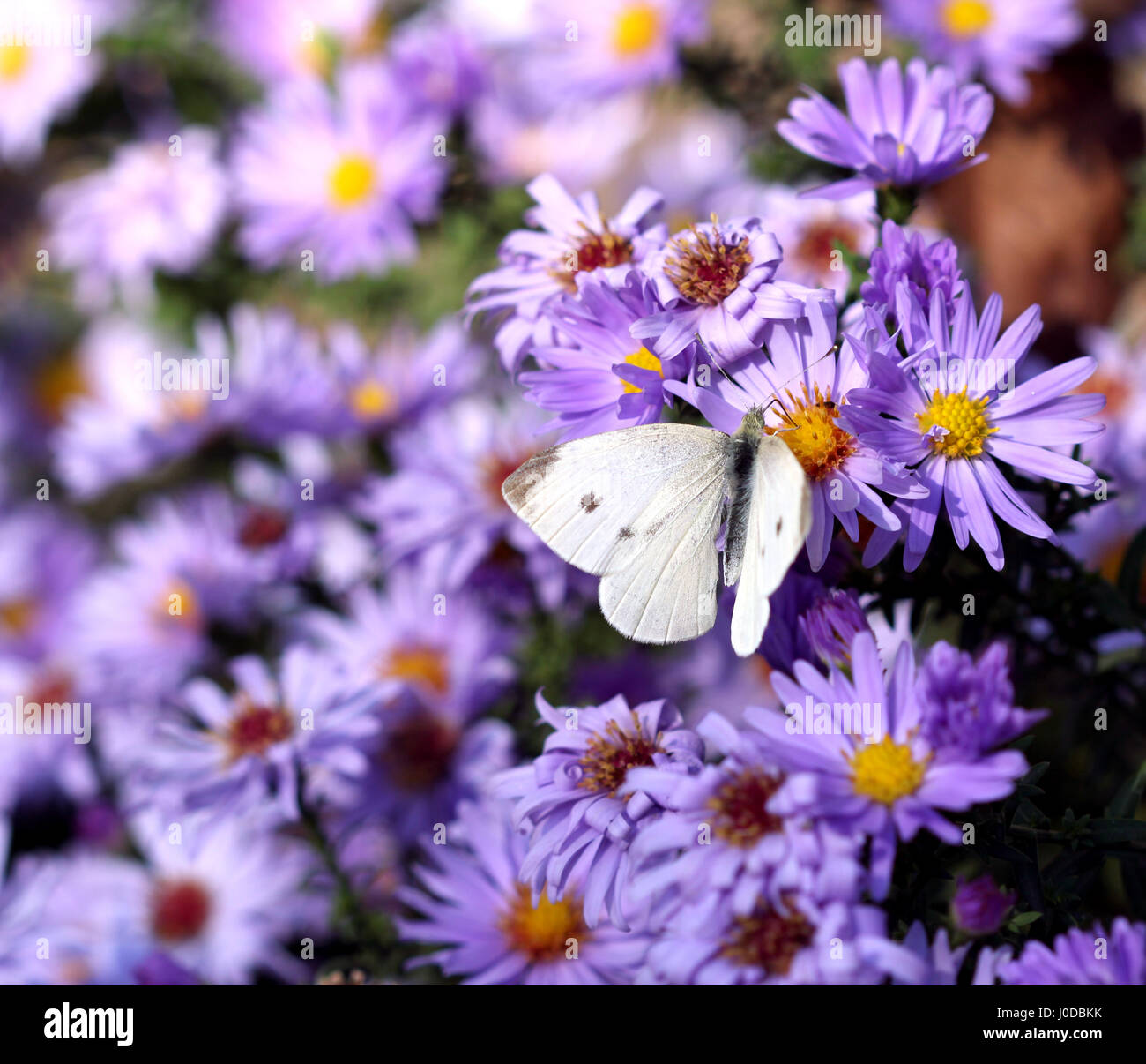 butterfly on flower nature background Stock Photo - Alamy