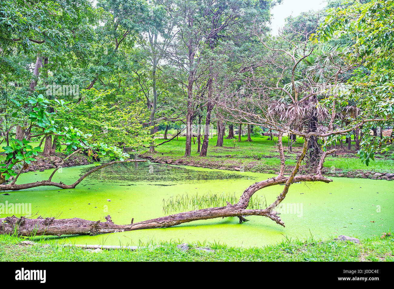 The walk in Deepa Garden in Polonnaruwa, covered with duckweed lemna ...