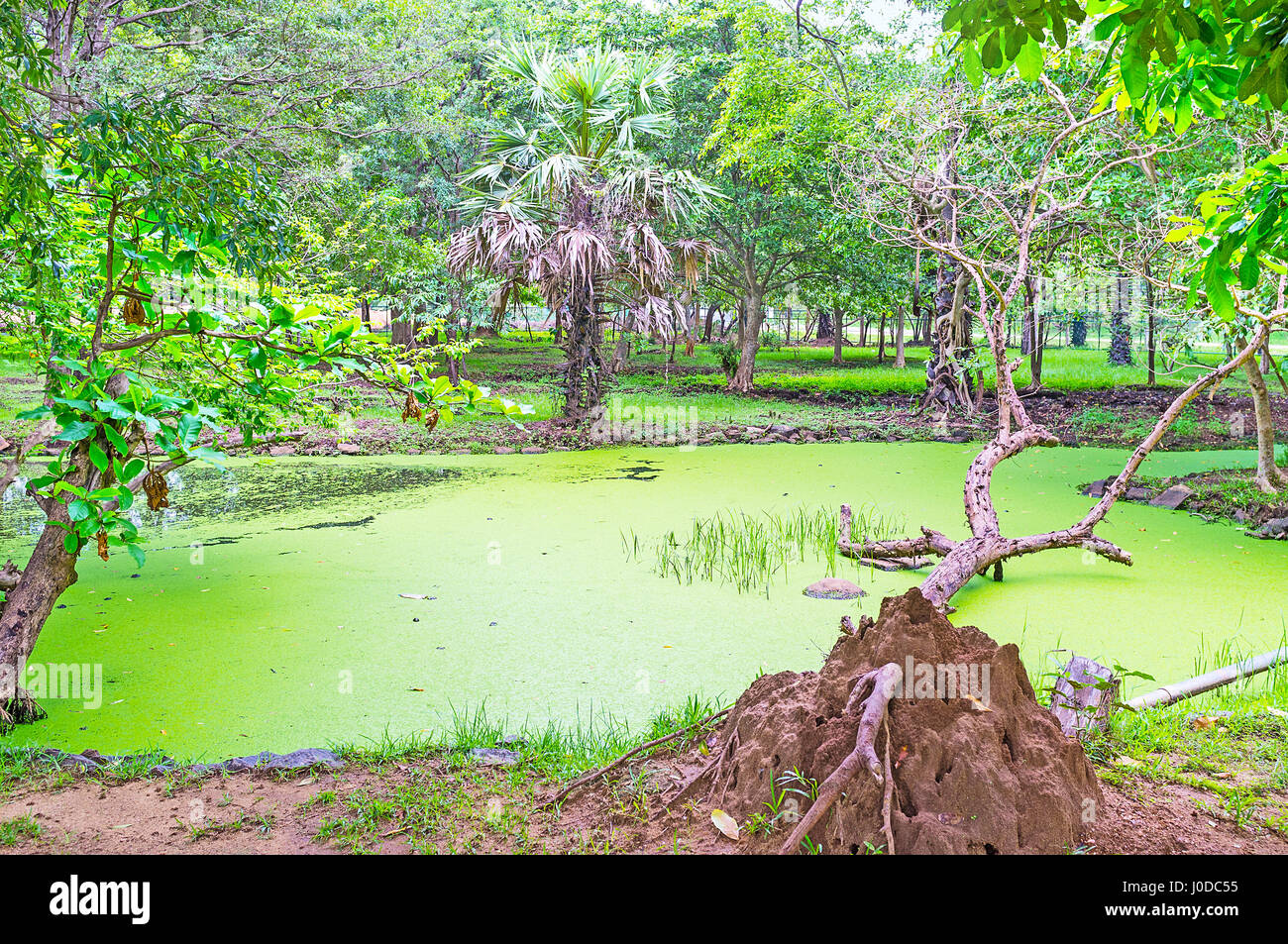 The anthill (termitary) at the small pond, covered with duckweed ...