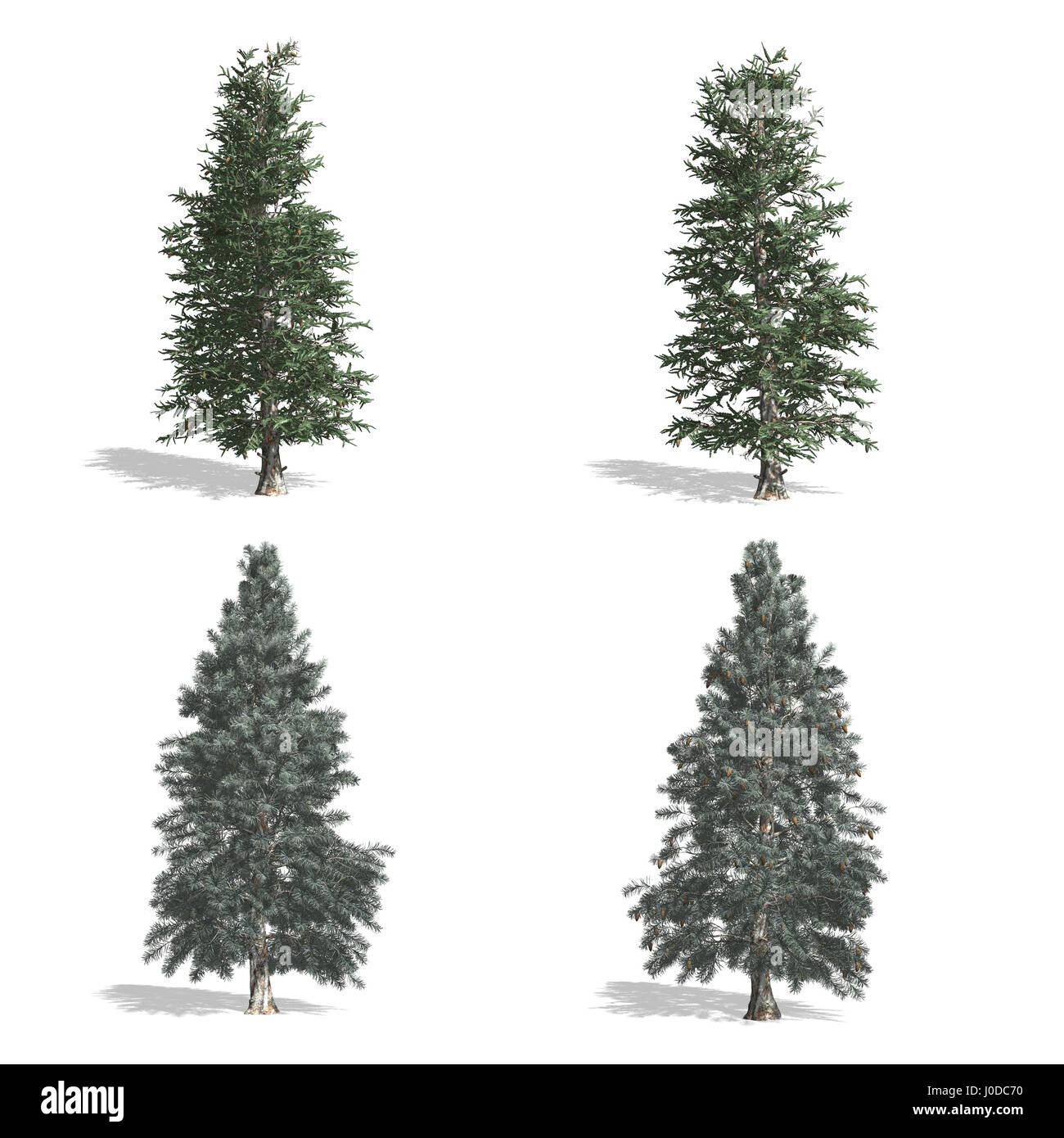 Spruce trees, isolated on white background Stock Photo - Alamy