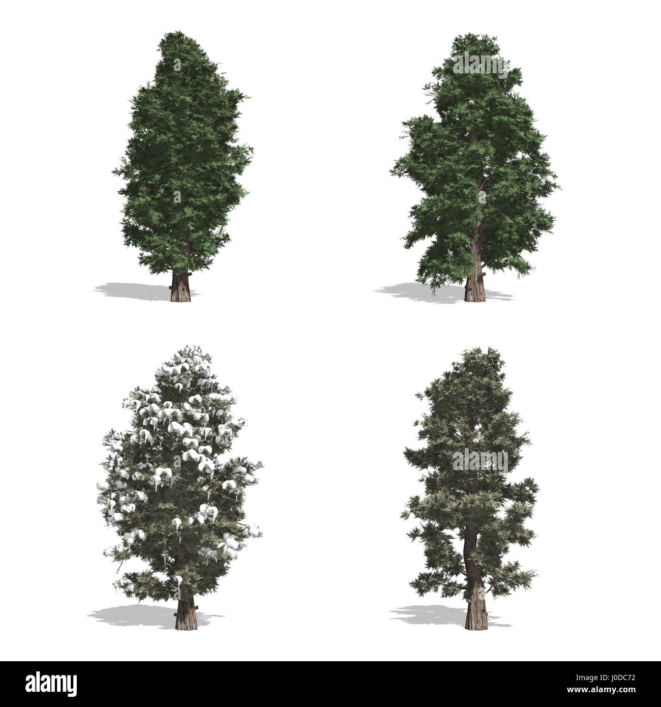 Red Cedar trees, isolated on white background Stock Photo - Alamy