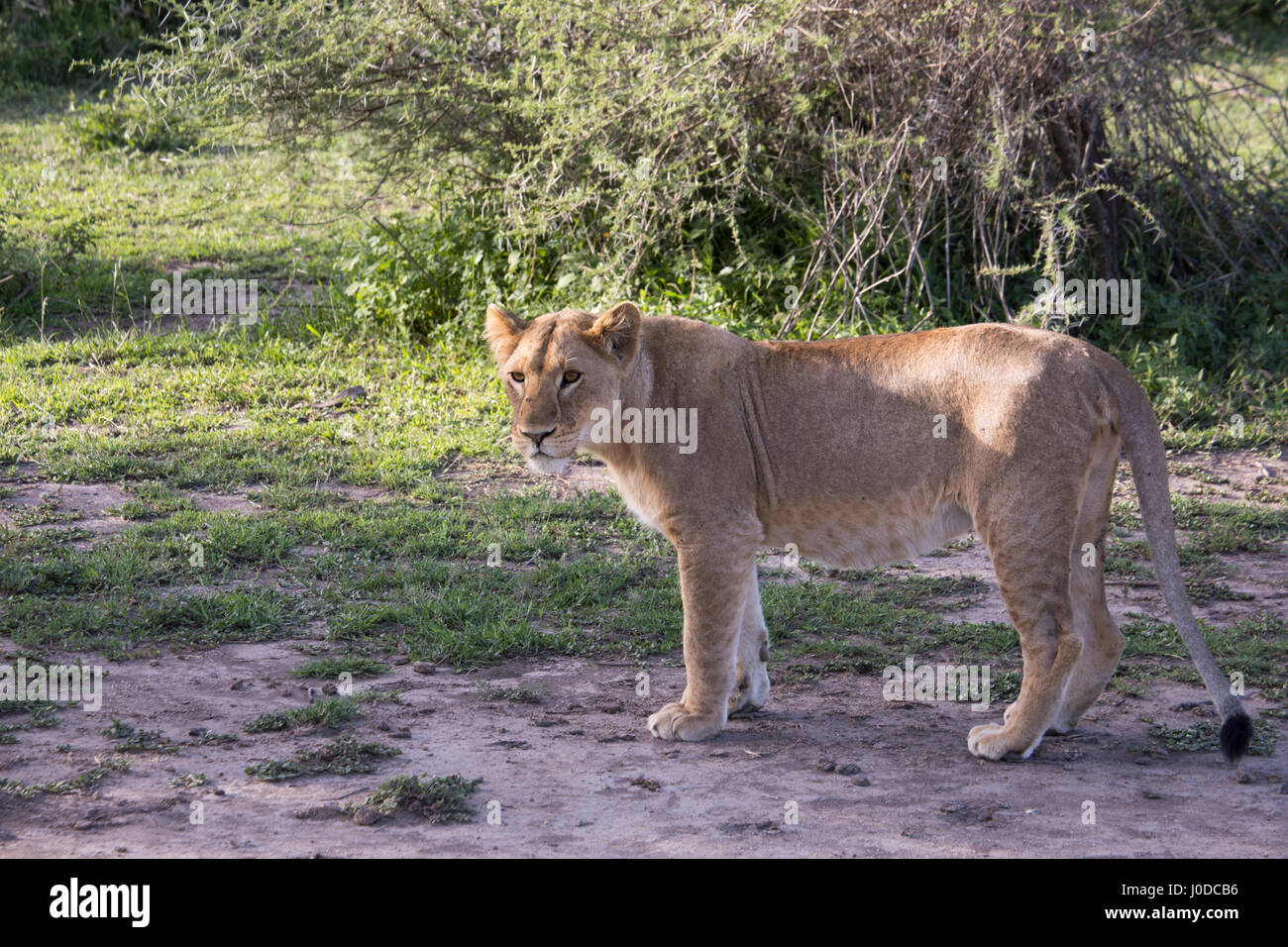 Standing at attention hi-res stock photography and images - Alamy
