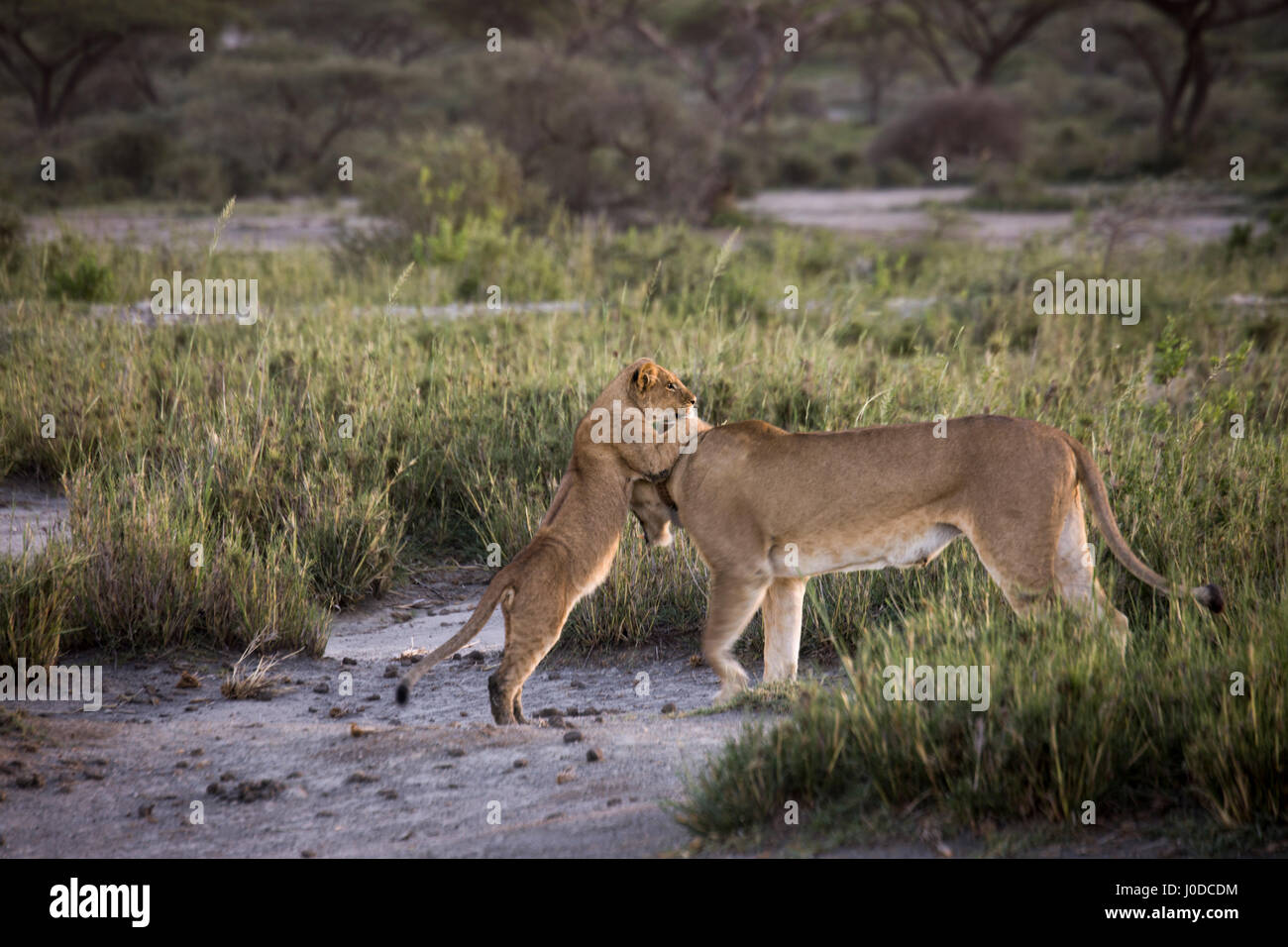 Lion cubs playing with male hi-res stock photography and images - Alamy