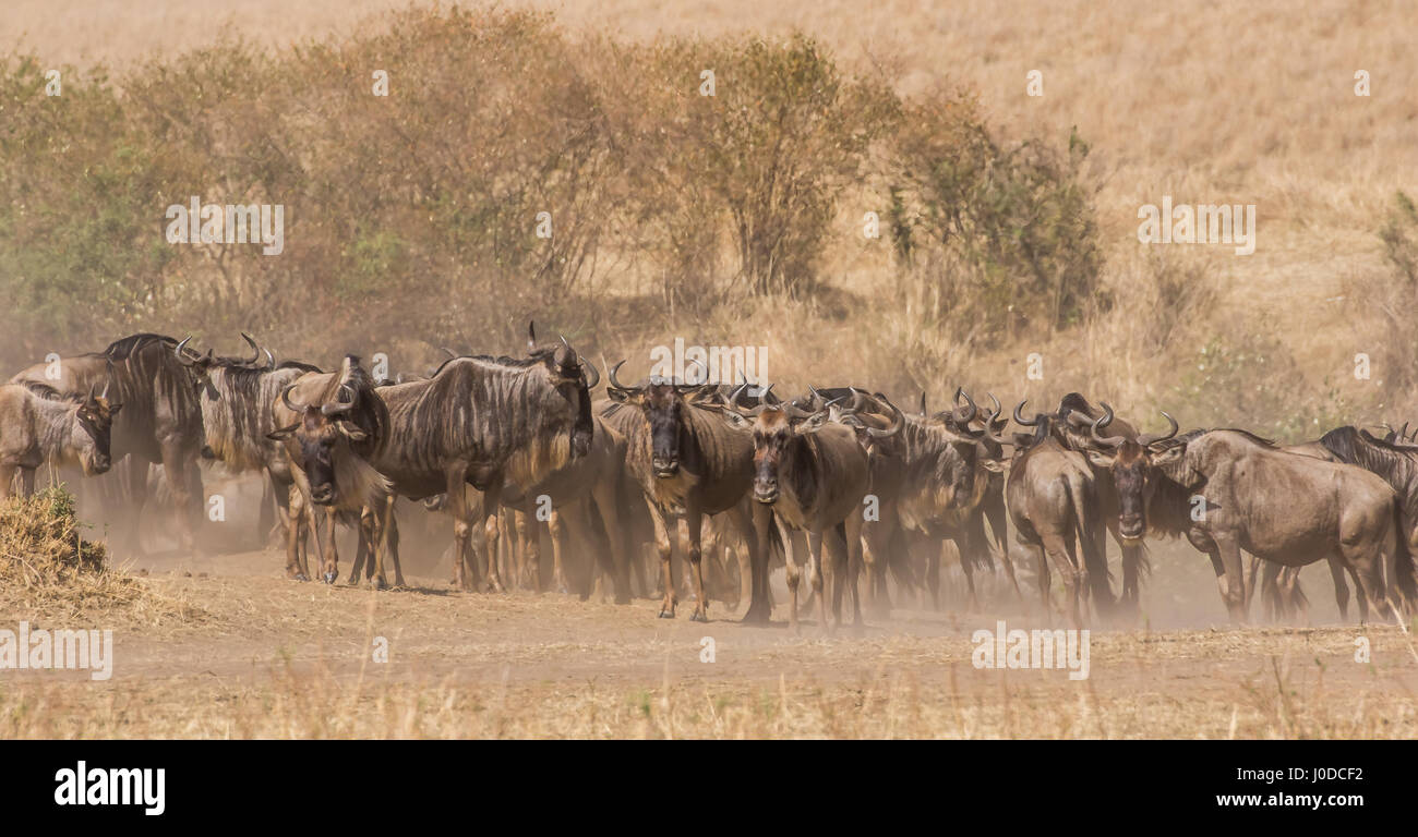 Wilderbeast Africa High Resolution Stock Photography and Images - Alamy