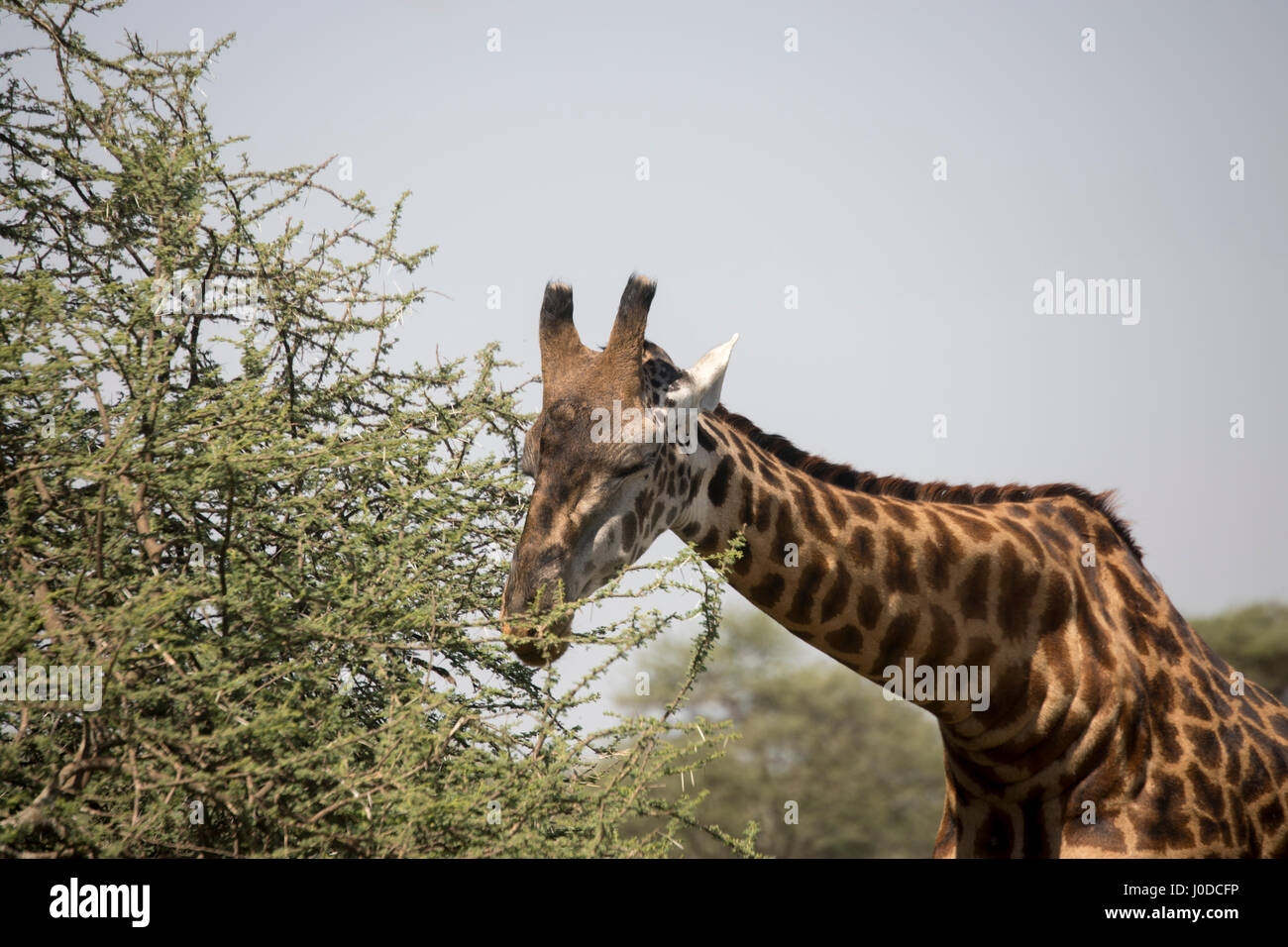 Giraffe eating from top of acacia tree in Serengeti National Park ...