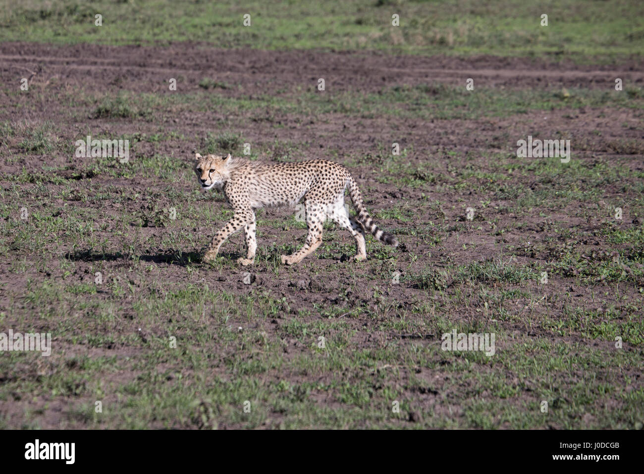 Adolescent cheetah on hunting prowl in Serengeti National Park ...