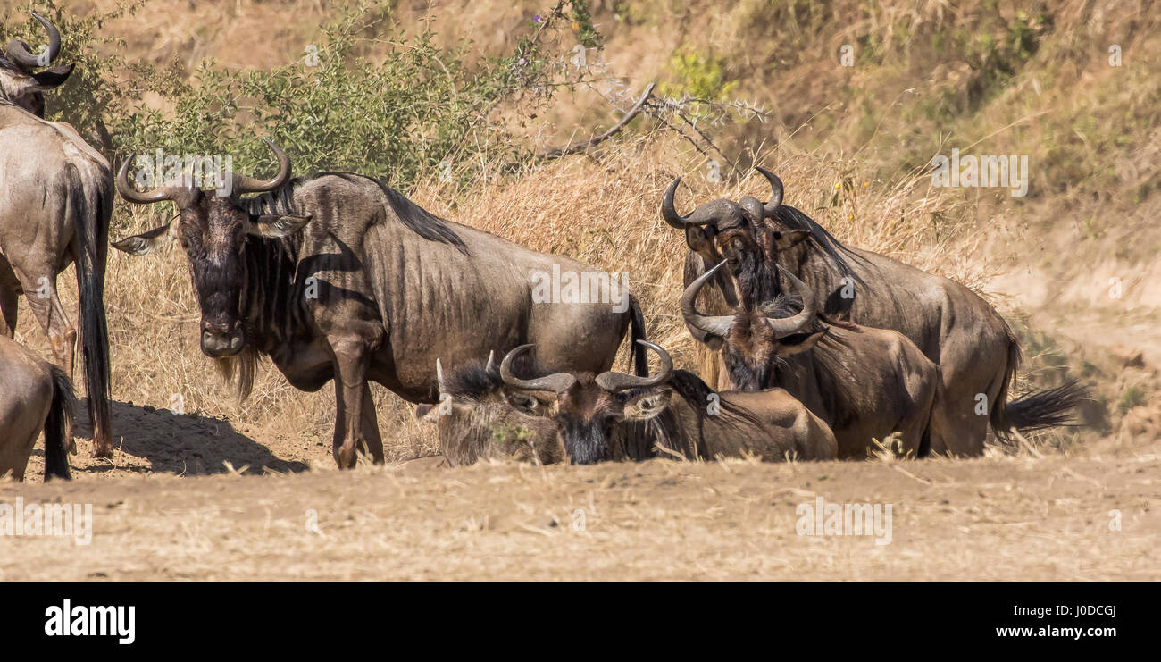 Wilderbeast hi-res stock photography and images - Alamy