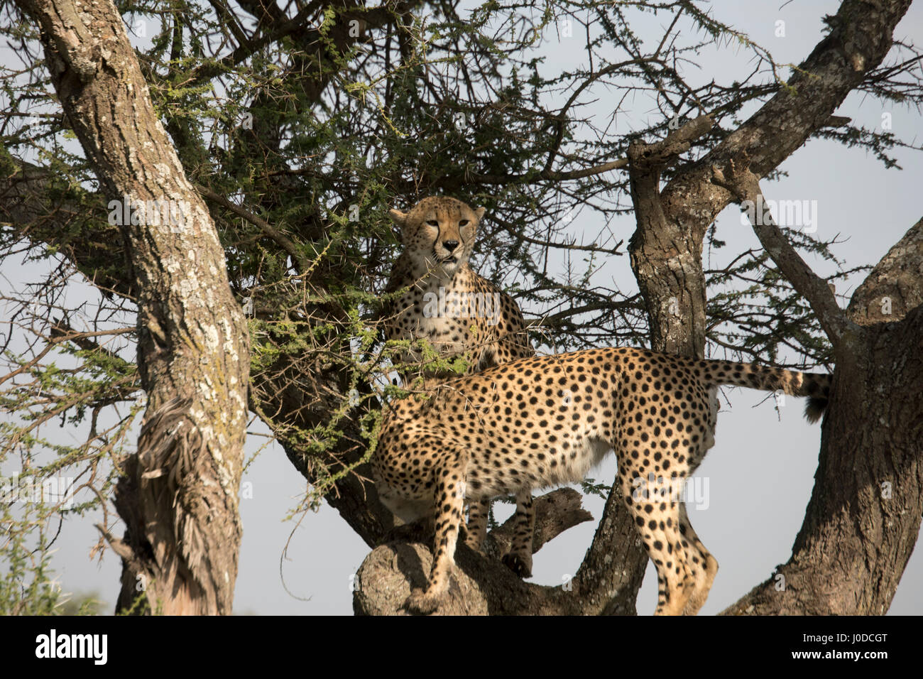 Cheetah in the tree hi-res stock photography and images - Alamy