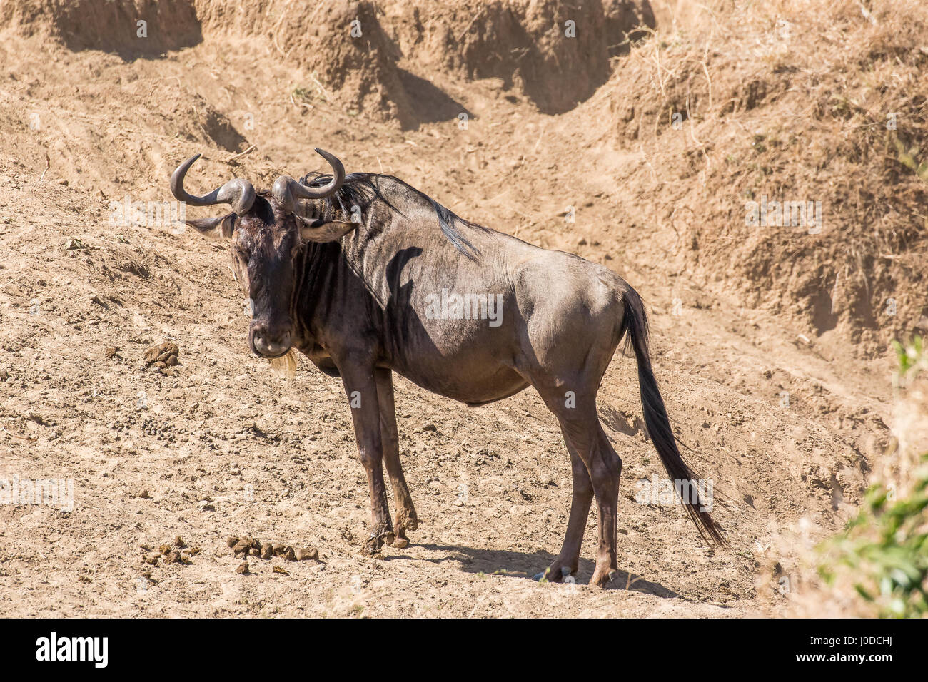 Wilderbeast crocodile hi-res stock photography and images - Alamy