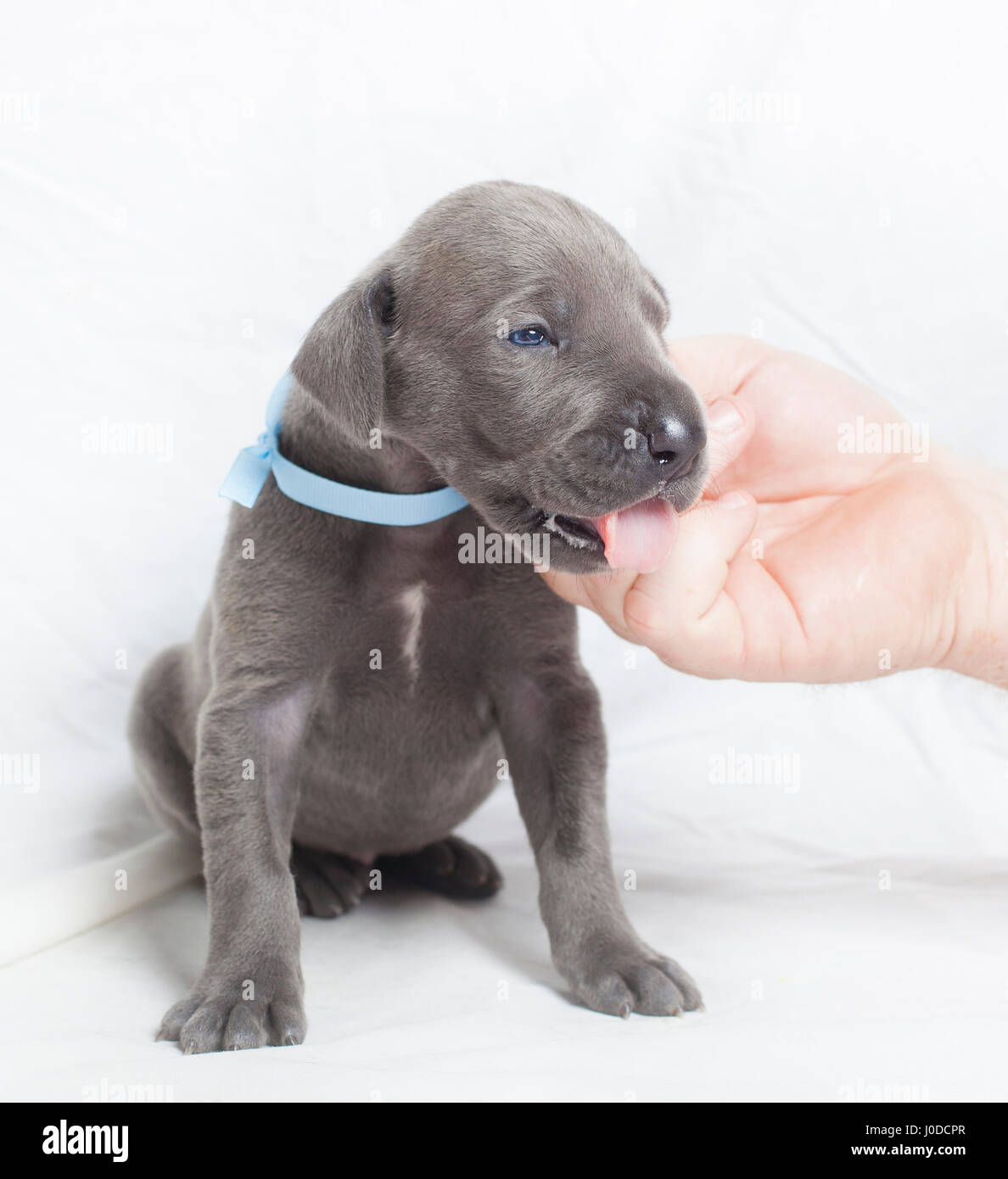 Grey Great Dane puppy purebred on a white background Stock Photo - Alamy