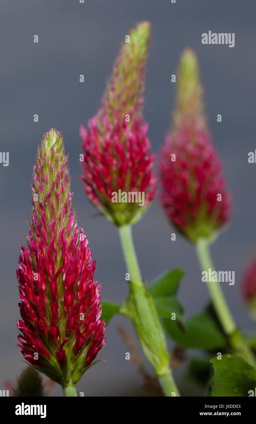 Spring flowers on a red clover plant with sky behind Stock Photo - Alamy