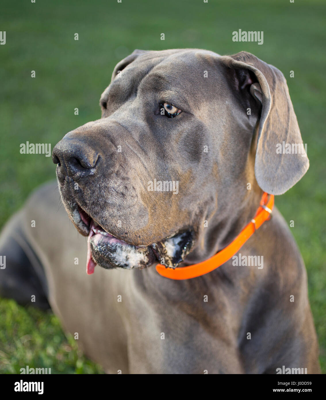 Great Dane Portrait High Resolution Stock Photography and Images - Alamy